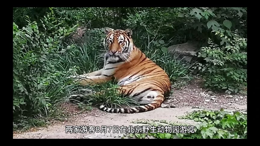 人类行为动物效仿