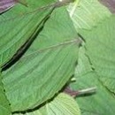 乐观的帕尔恩奎斯特 