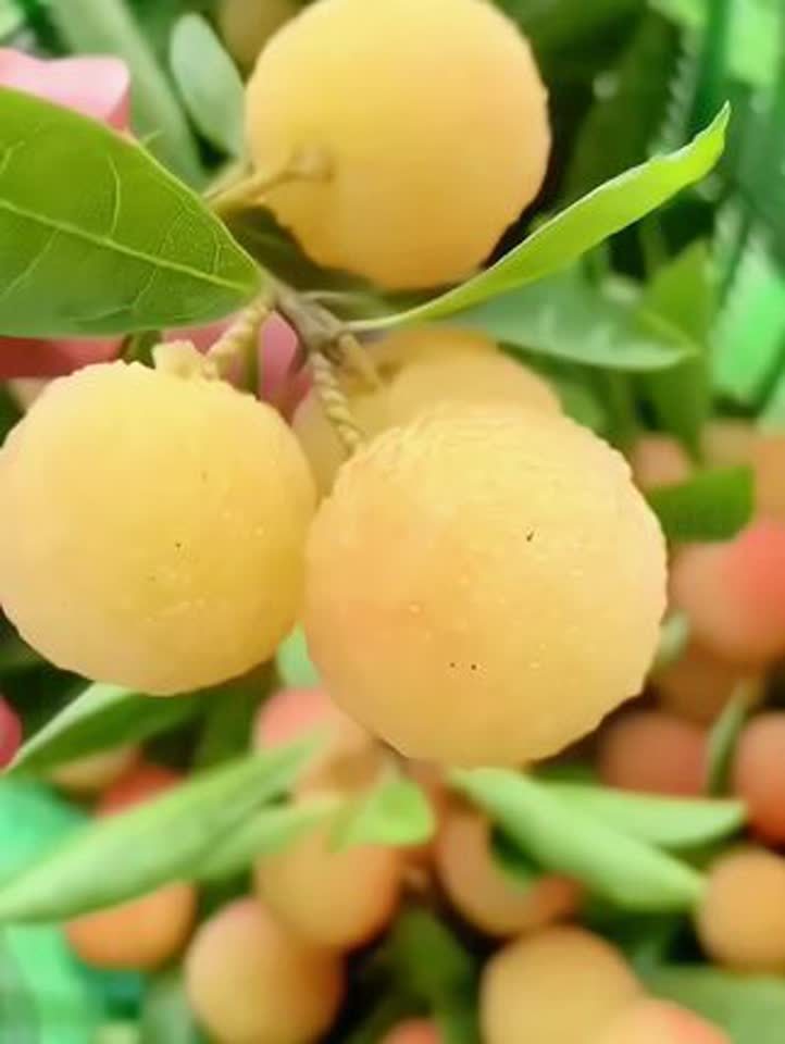 杨梅中的天花板,水晶杨梅苗,南北方都可以种植,喜欢的不妨种一颗在...