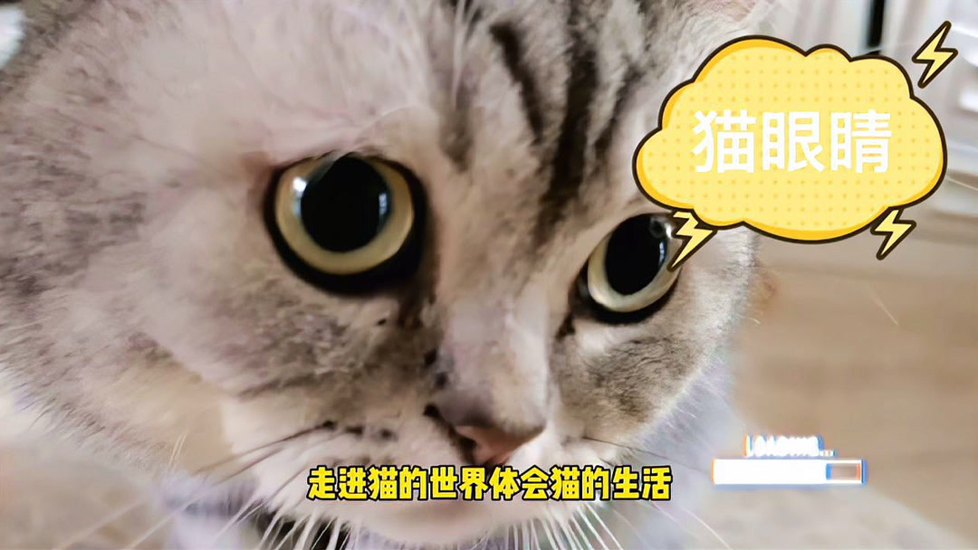 猫眼睛发炎一般不会自己好,不可放任,猫眼睛发炎要几天才能好