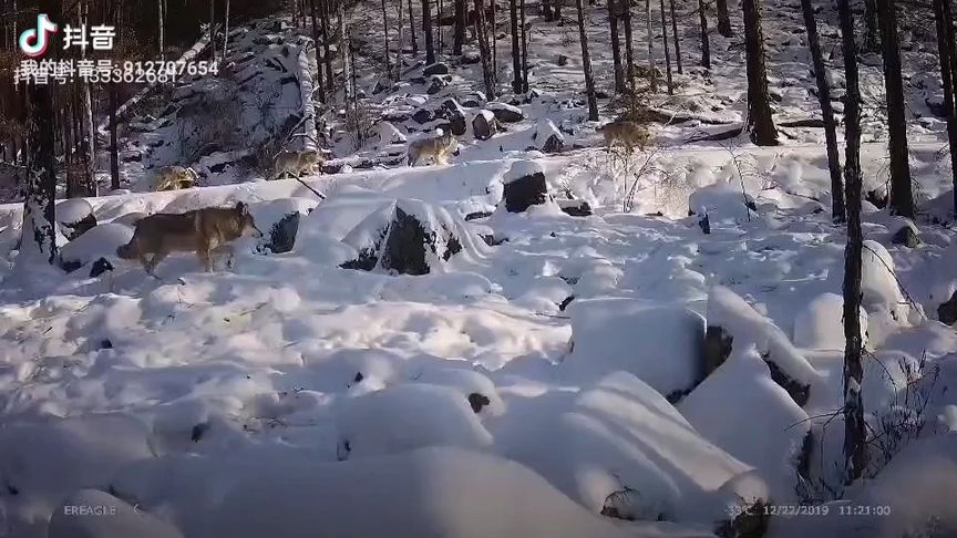 内蒙古大兴安岭北部原始森林保护区拍到的六只狼ߐ� 一起活动的