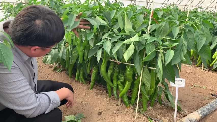 金富175辣椒早春大棚高产栽培管理要点,分享如何种出万斤辣椒!