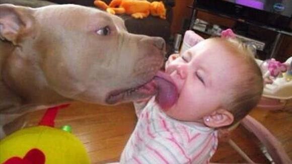 拯救不开心,看狗狗是如何“欺负”宝宝的。