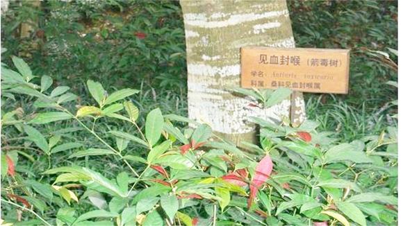 地球上最“毒”的树:接触到伤口就会中毒丧命,被称“见血封喉”
