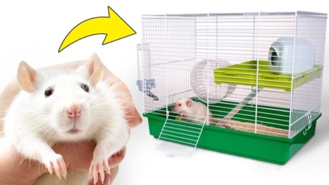 给小仓鼠安装新房子,它可以住进去了,这个房子你能打几分?