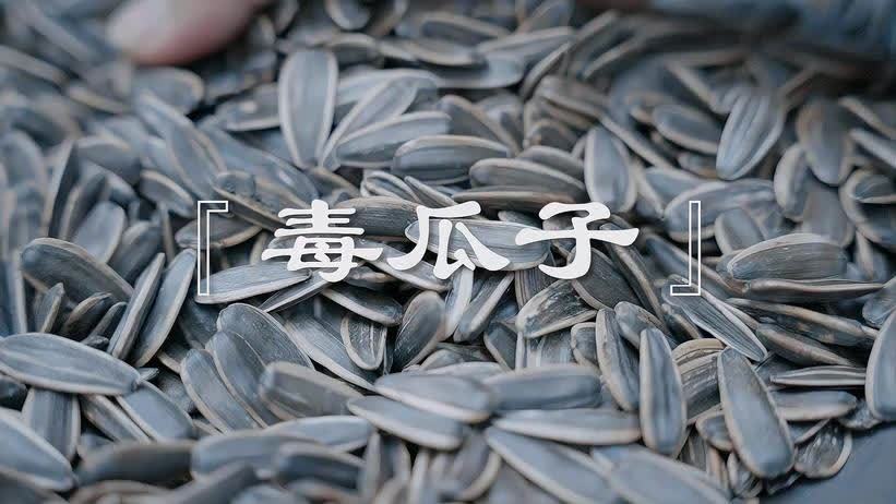 这种瓜子千万不能吃,有毒