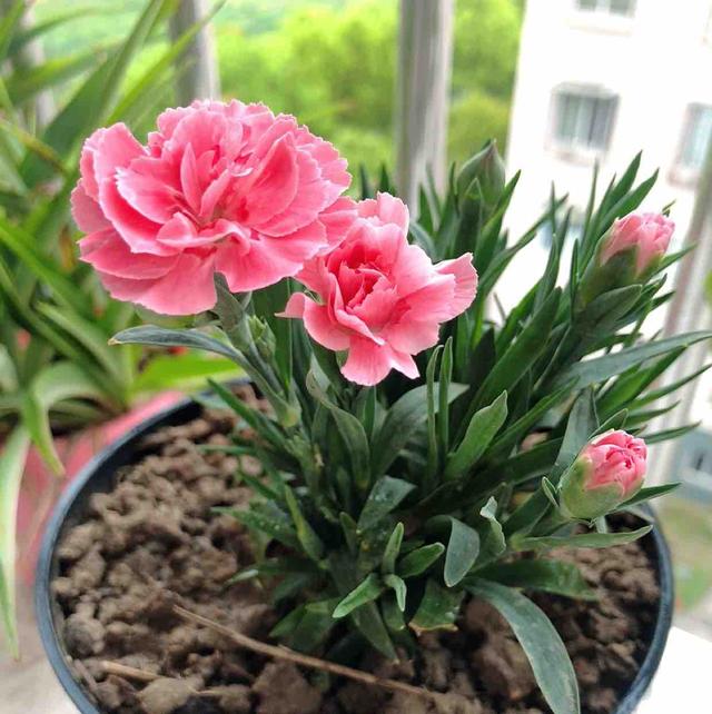 美贝仕铜材处理剂 