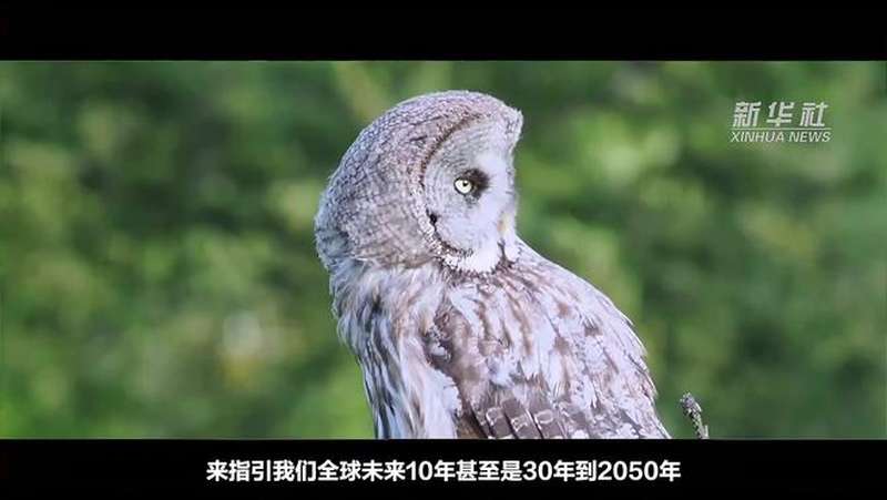 聚焦生物多样性大会|重磅微视频:“野桔子”新生