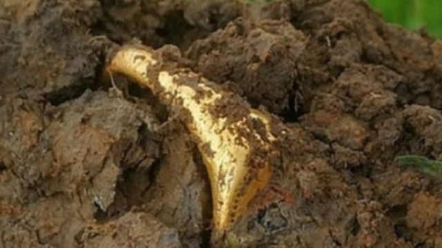 小伙挖出400多年前的金戒指,专家估值200万,博物馆却不敢收!