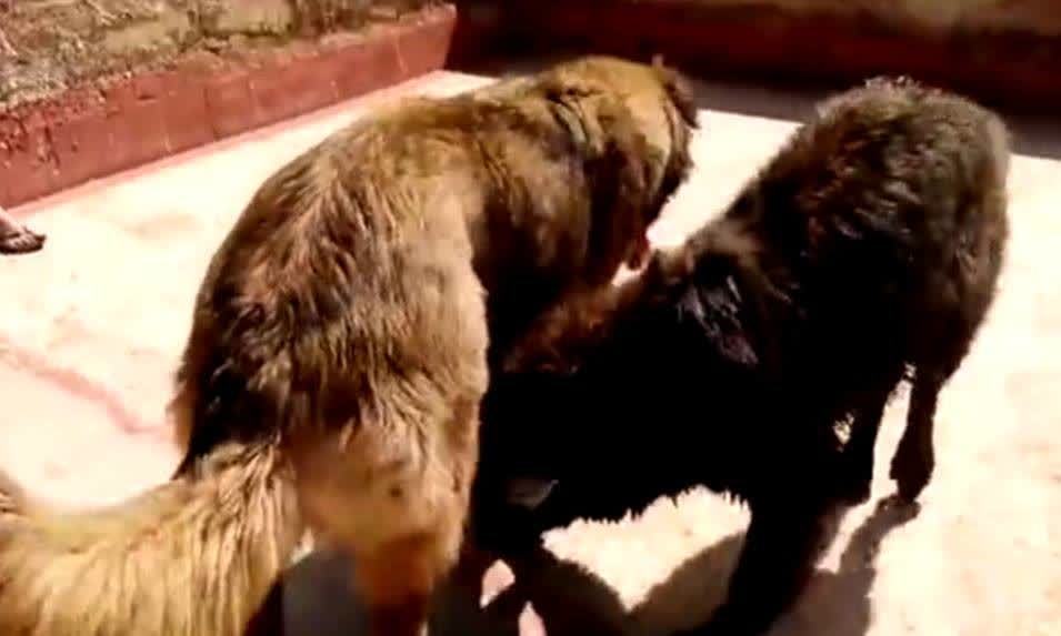 藏獒遇上高加索犬,这两只"狗中王者"谁更胜一筹?结局出人意料