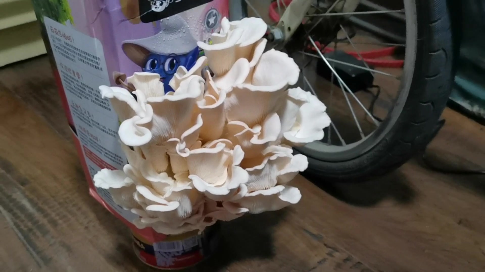 疯狂的桃红平菇生长过程延时摄影
