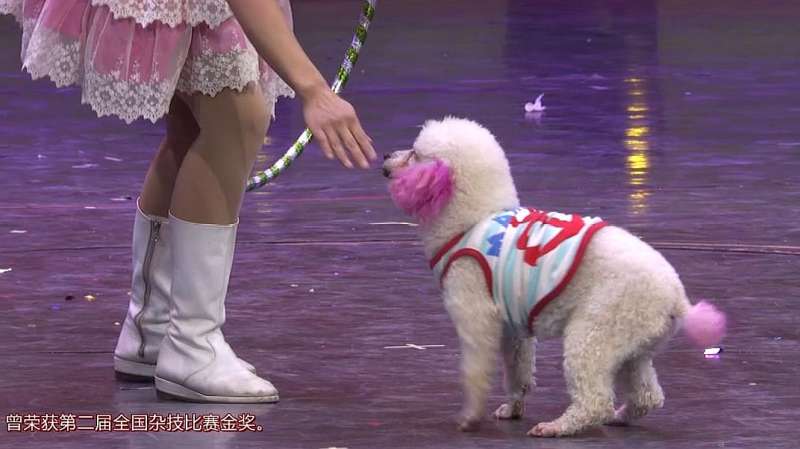 杂技团表演《萌宠狗宝宝》,会跳绳的狗子还真是第一次见,厉害了