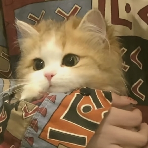 君羡QAQ 