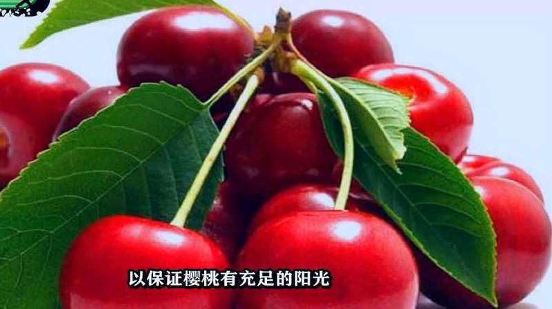 樱桃的种植方法有哪些,高产的关键因素要掌握,很实用的技巧