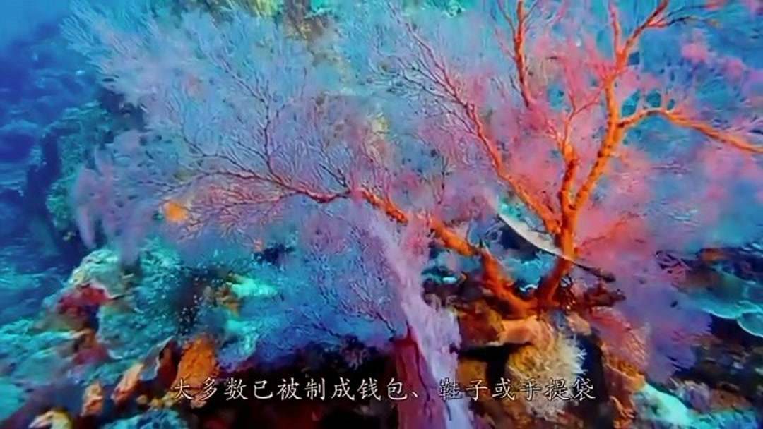 幼儿上课可用海底世界视频