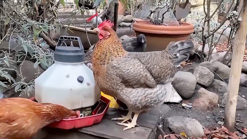 日本禽流感肆虐,已累计扑杀禽类约275万只