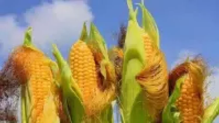 一根玉米须等于“二两黄金”! 用玉米须煮水, 有哪些食疗作用?