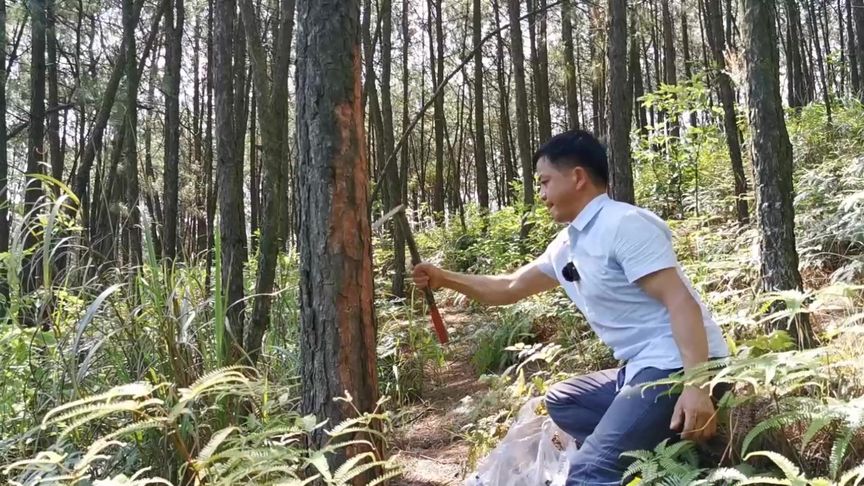 农村山林里的松树皮,小哥哥说是种兰花,种石斛的好材料,很珍贵
