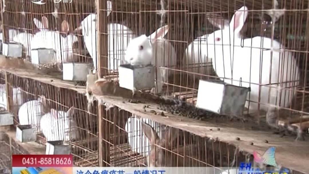 四季科普一规模养殖防大于治