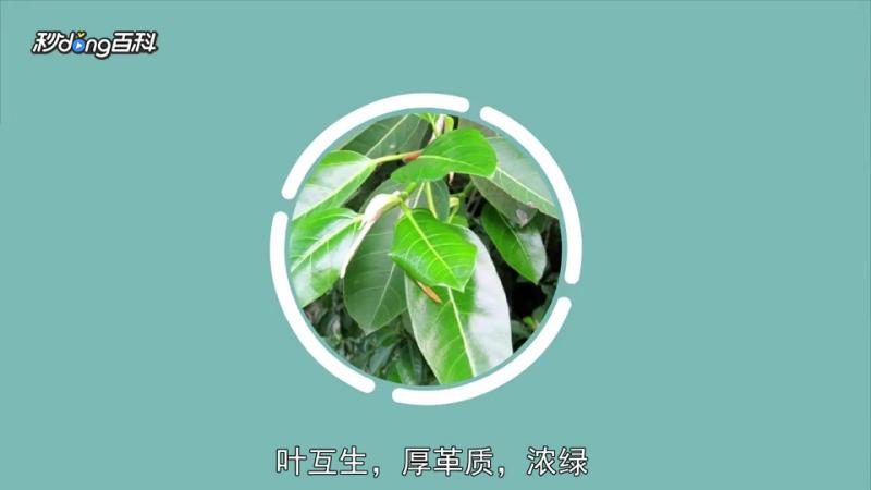 「秒懂百科」原来大叶榕树长这样
