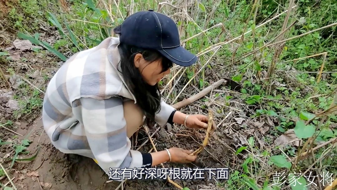 农村妯娌到江堤边挖有清热解毒的芦苇根,手都受伤了,看收获咋样