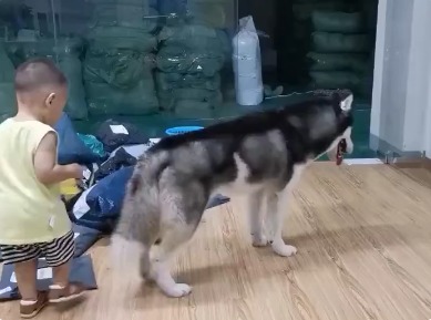 小朋友模仿狗狗,这姿势太逗了,原谅我不厚道的笑了!