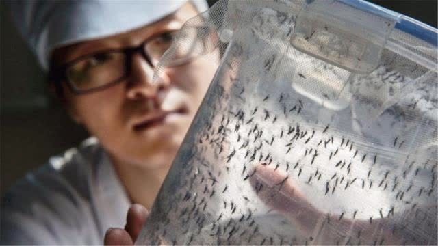 中国竟有个蚊子工厂,每周释放300万只蚊子,为何要这样做?