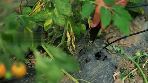 数据农业科技智能现代化