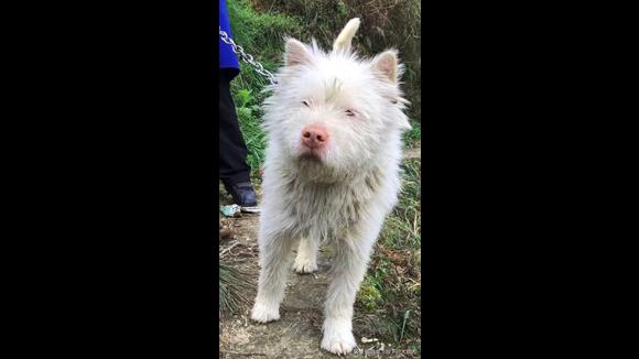 世界排名第三的名犬下司犬上山玩的很开心