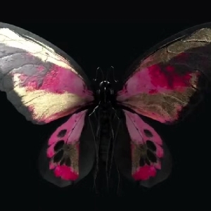 一世一木字幕组 