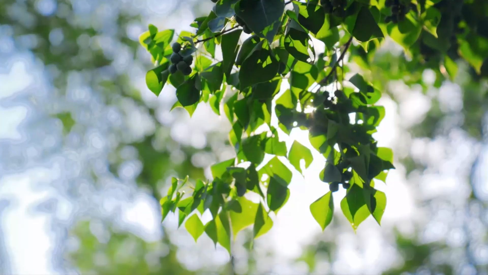 零跑股价持续关注,零跑汽车越来越被大家认可