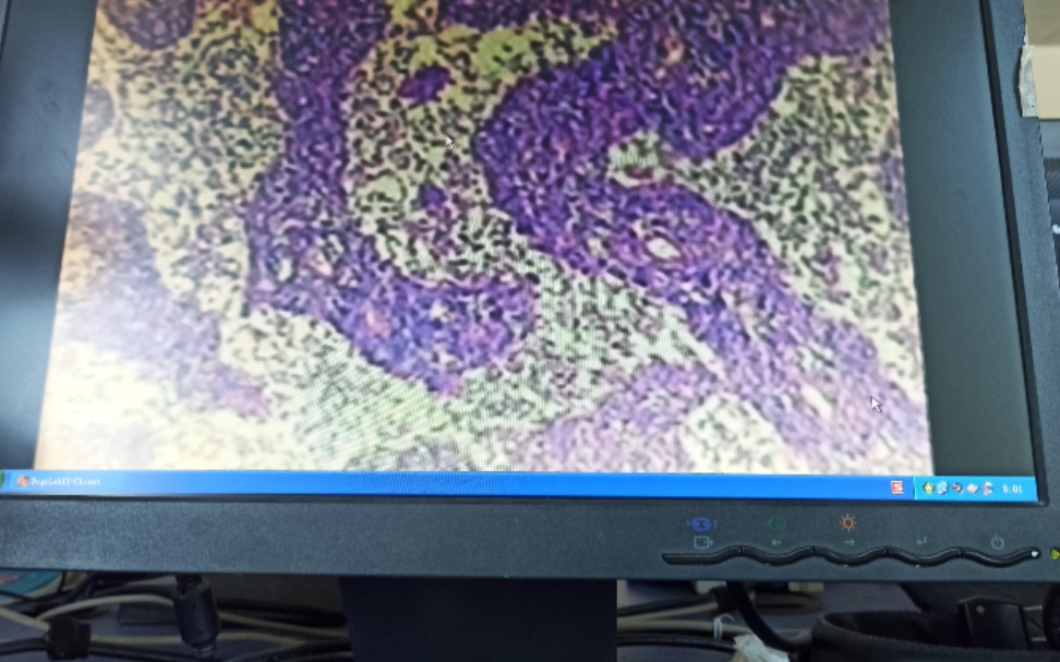 (医学生期末自用)组织学与胚胎学实验切片复习