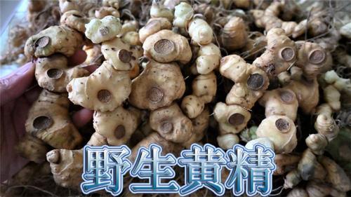 "黄精"食材您了解吗?山区野生资源充足,农夫常挖当菜食用