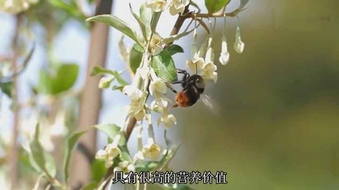 蜜蜂采了有毒的花,人们吃了蜂蜜是不是会中毒?答案来