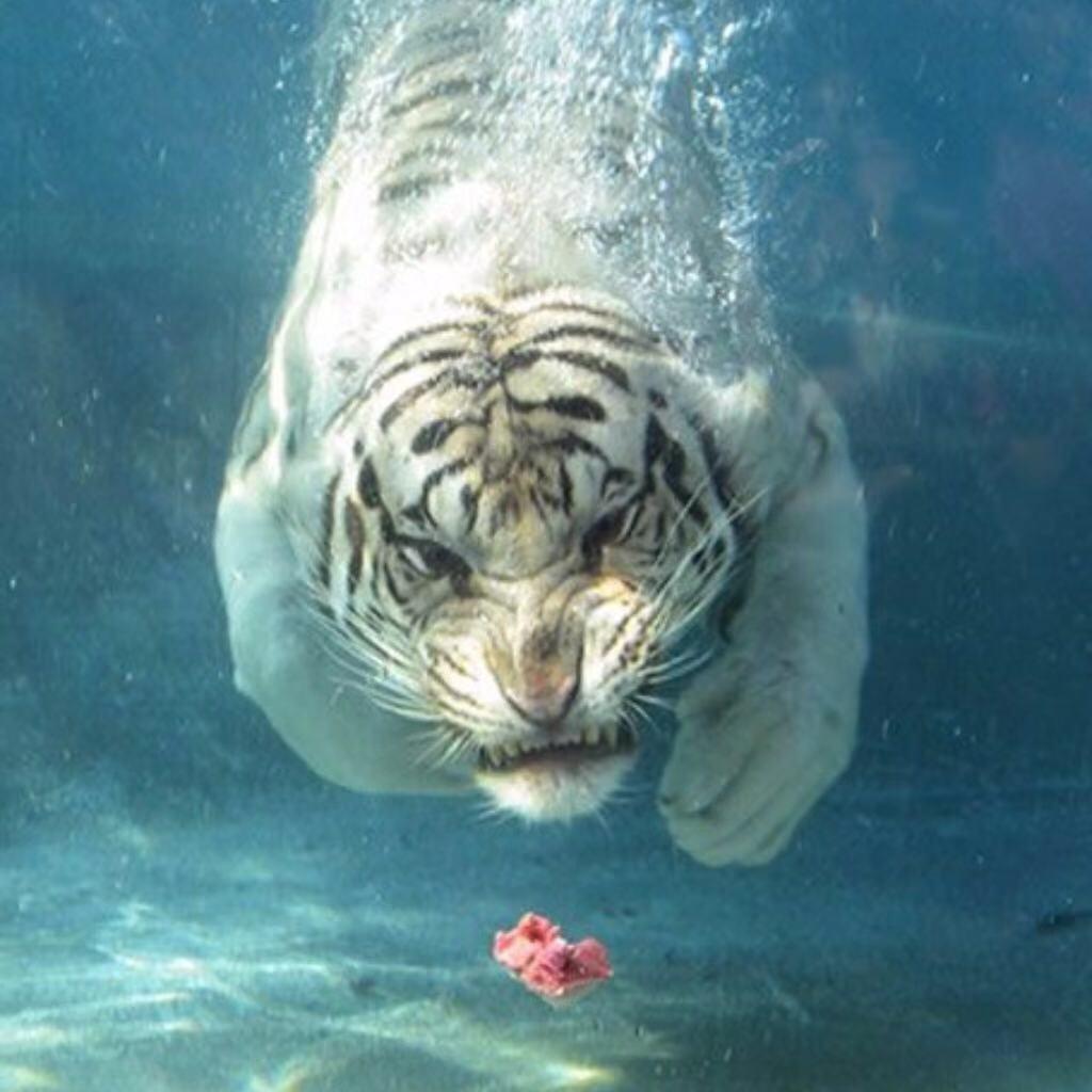 梅菜说它不想扣肉 