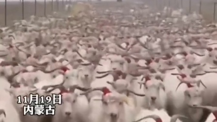 牧民晒自家羊群 网友:太壮观了!