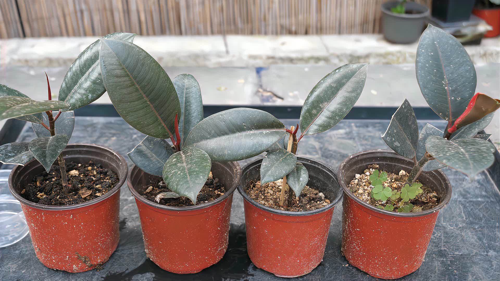 繁殖橡皮树这个"技巧"长根冒芽快