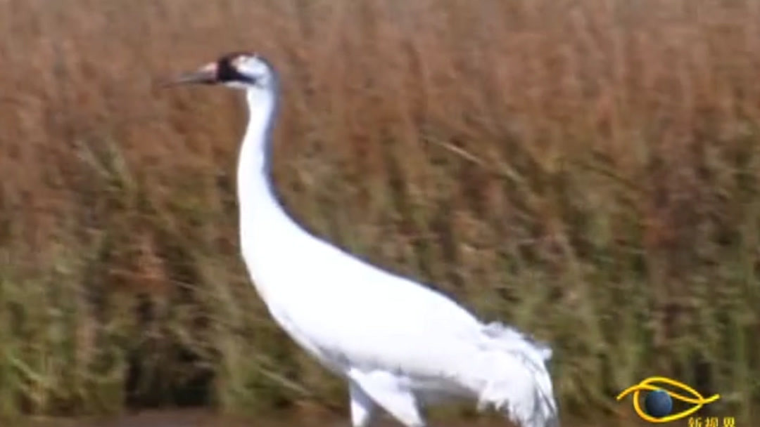鸟类是如何飞行的呢?科学家讲述其中的原理!