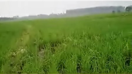 2013水稻田间管理