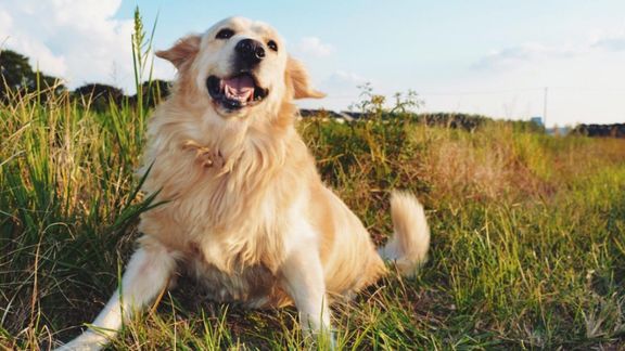 最适合家养的狗狗,牧羊犬上榜,网友:家中必备一只!