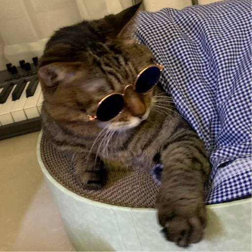 软绵绵的小熊猫 