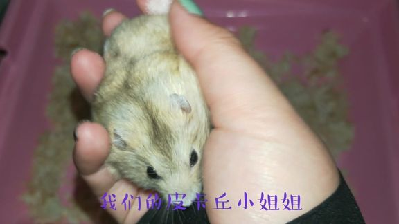 仓鼠怀孕 主人居然要拿它下油锅 吓的仓鼠一溜烟跑走头都不回