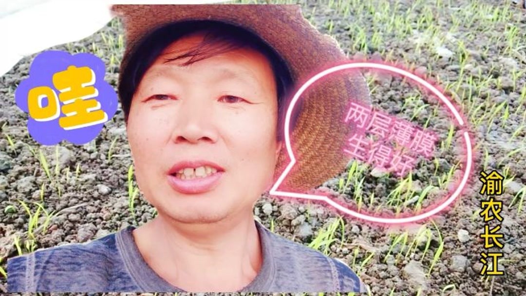 水稻旱育秧有技巧,这样盖两层薄膜省时省力,育苗效果好