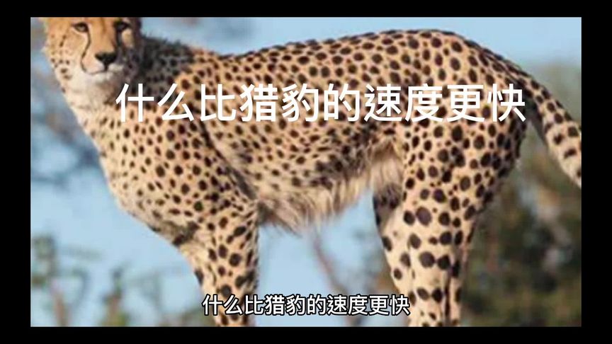 什么比猎豹的速度更快