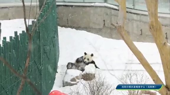 #翻滚吧 ,滚滚!#大熊猫在雪地里玩嗨了 四川的大熊猫在沈阳第一次见到...