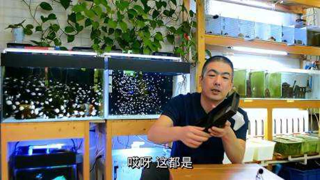 鱼缸过滤下水噪音问题,滴流盒如何减少水流声,加点料就可以解决