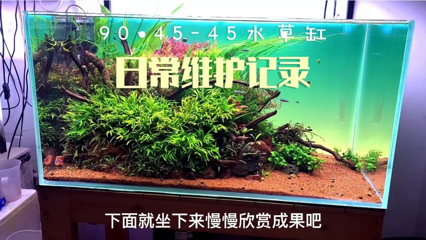 90-45-45水草缸的日常维护记录