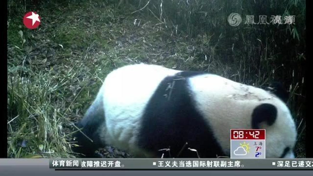 九寨沟首次拍摄到野生大熊猫携子同游-20141204看东方-凤凰视频-最...