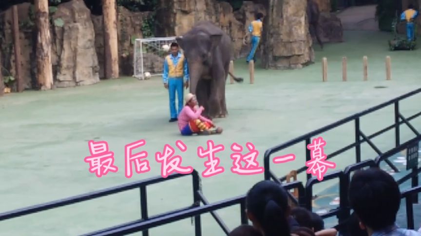 广州长隆野生动物园 大象表演甩木头后面发生这一幕