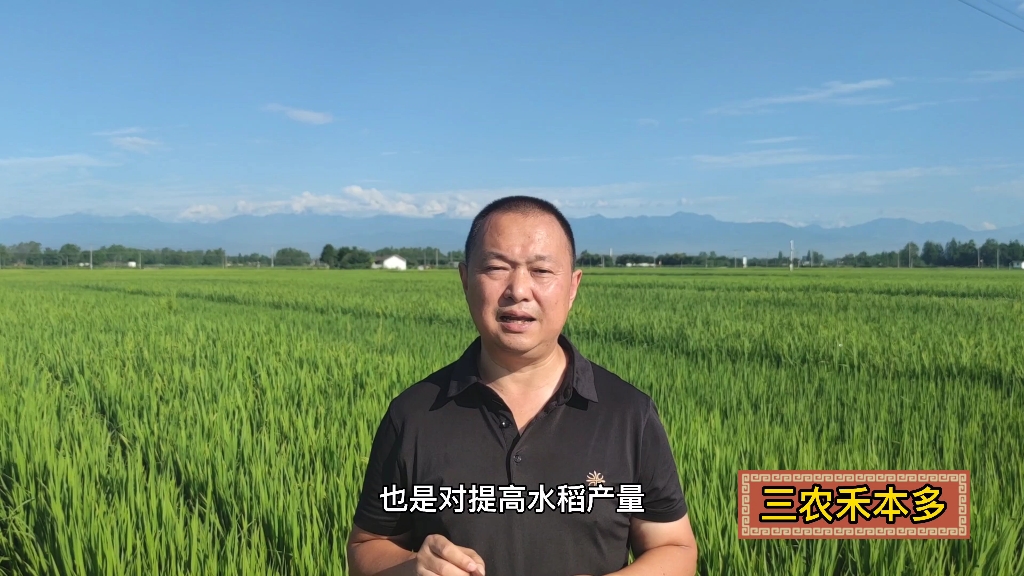 水稻后期管理,管水、补肥、防病治虫都重要